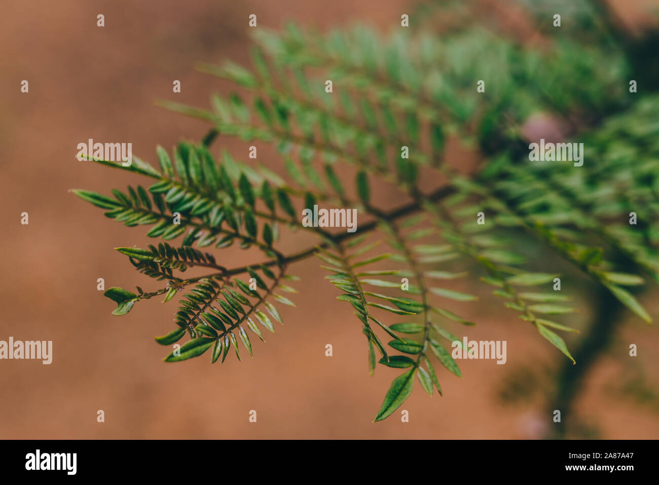 Jacaranda tree backyard hi-res stock photography and images - Alamy