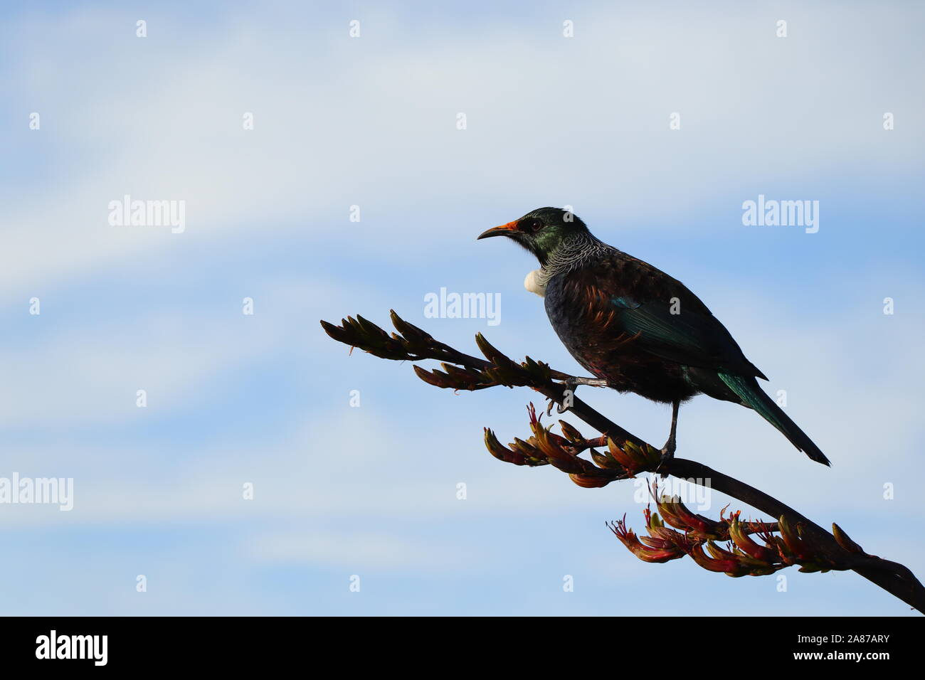 Nz native wildlife hi-res stock photography and images - Alamy