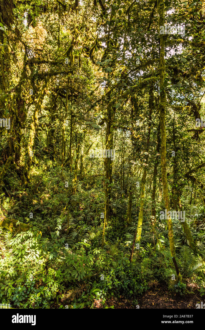A view in The Mossy forest in Cameron Highlands in malaysia Stock Photo ...