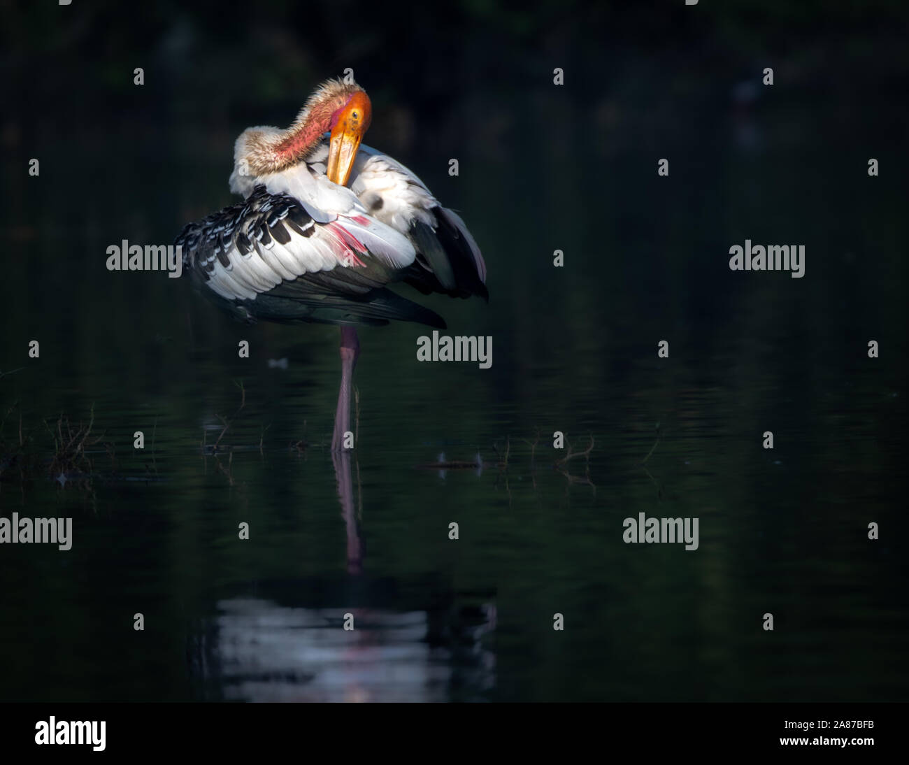 Painted stork portrait hi-res stock photography and images - Alamy