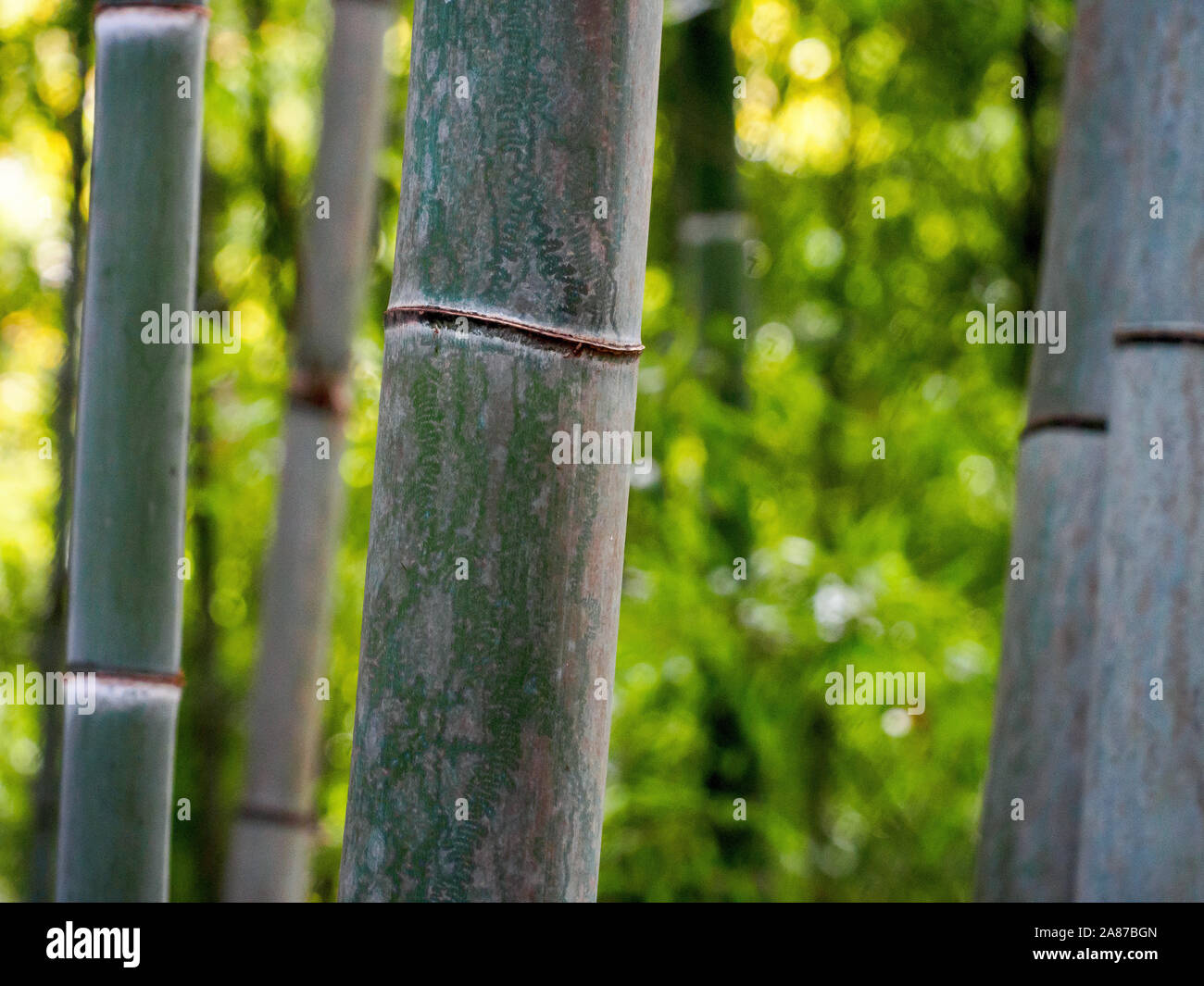 Giant stem hi-res stock photography and images - Alamy