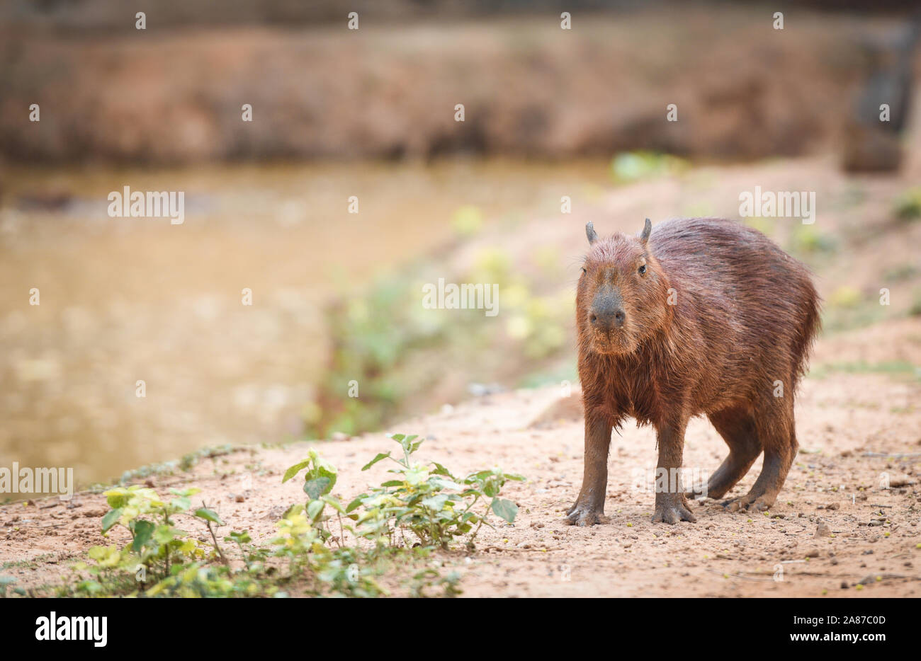 Capybara pet hi-res stock photography and images - Alamy