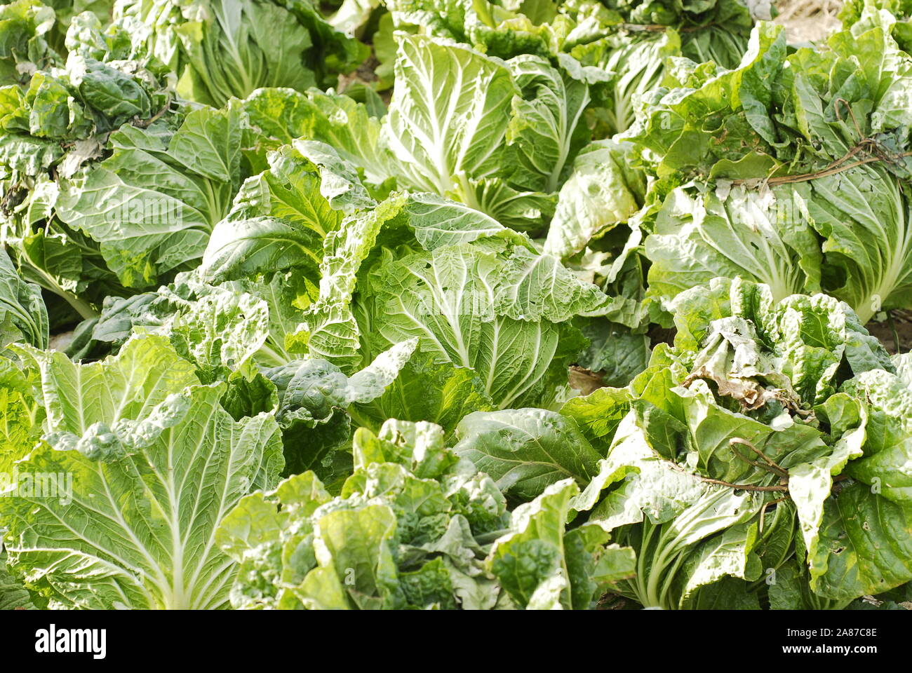 a Chinese cabbage plot in a China village Stock Photo - Alamy