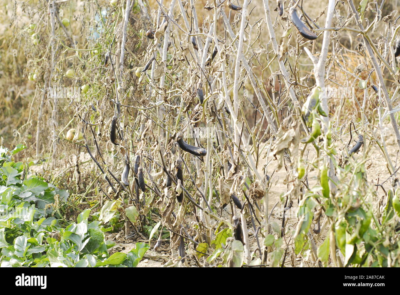 a vegetable plot for eggplant in China village Stock Photo - Alamy