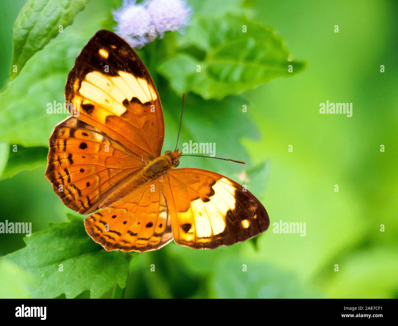 Rustic butterfly hi-res stock photography and images - Alamy