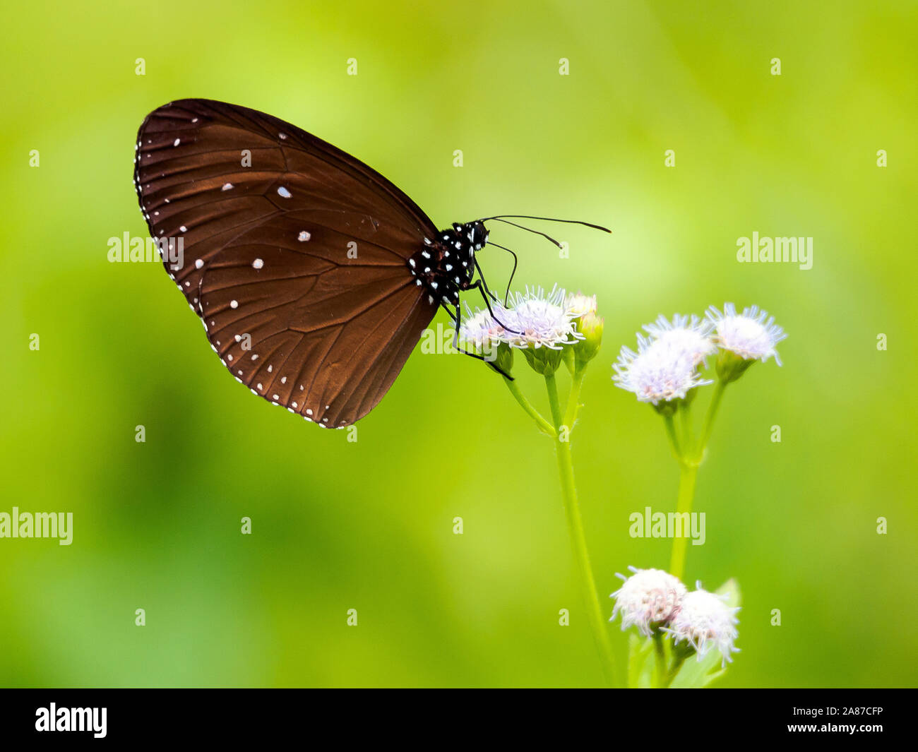 Striped blue crow butterfly Stock Photo - Alamy