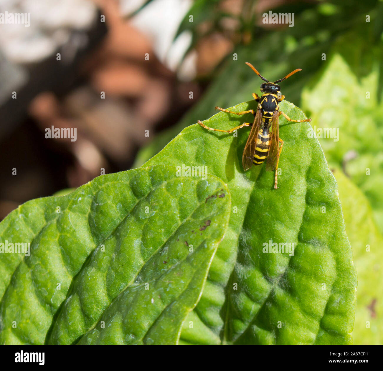 Yellow European Paper Wasp- Class -Insecta, Order-Hymenoptera ,Family ...
