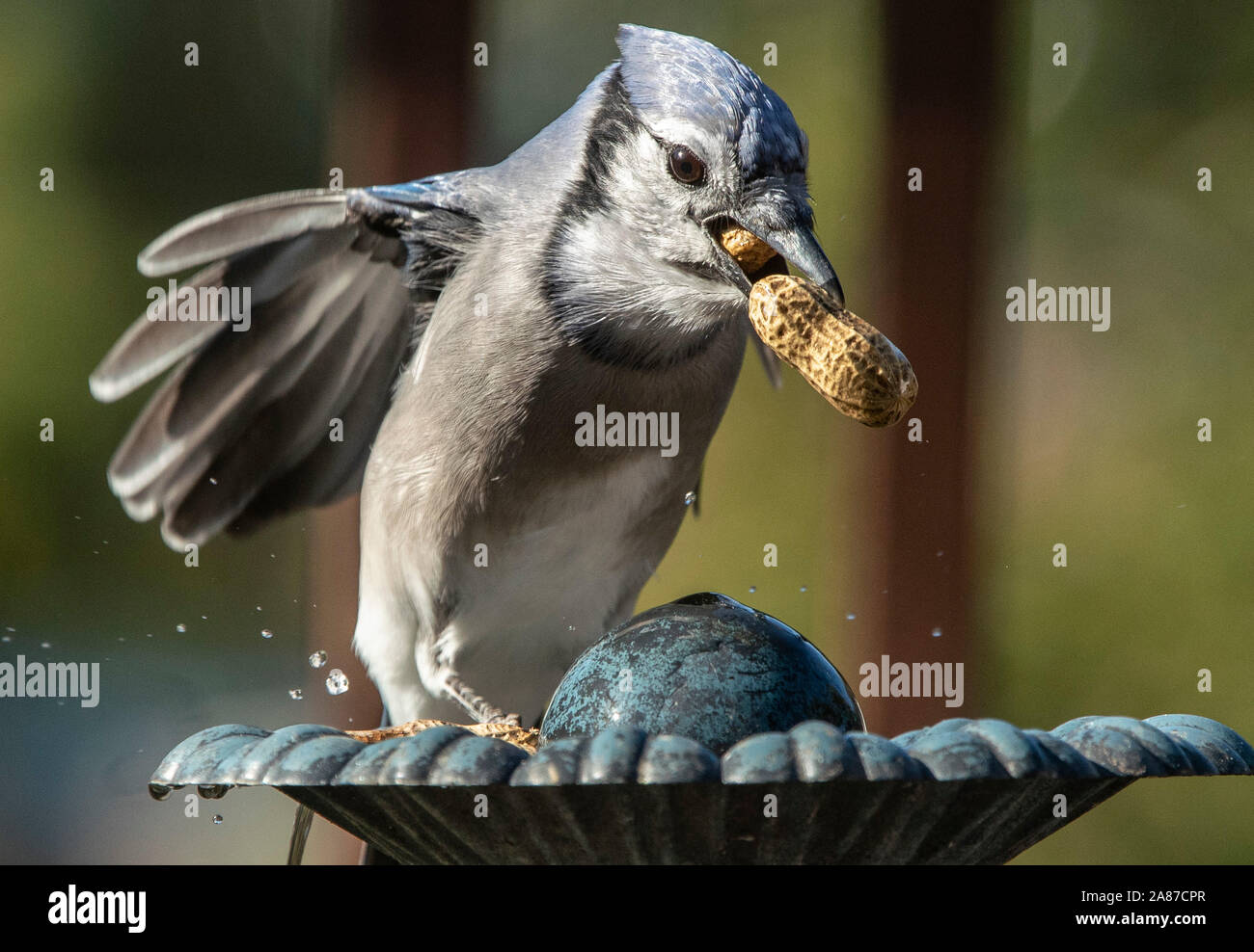 Wings up hi-res stock photography and images - Alamy