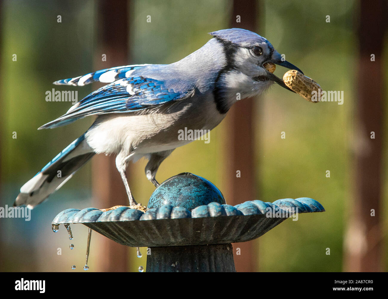 Wet Blue Jay High Resolution Stock Photography and Images - Alamy