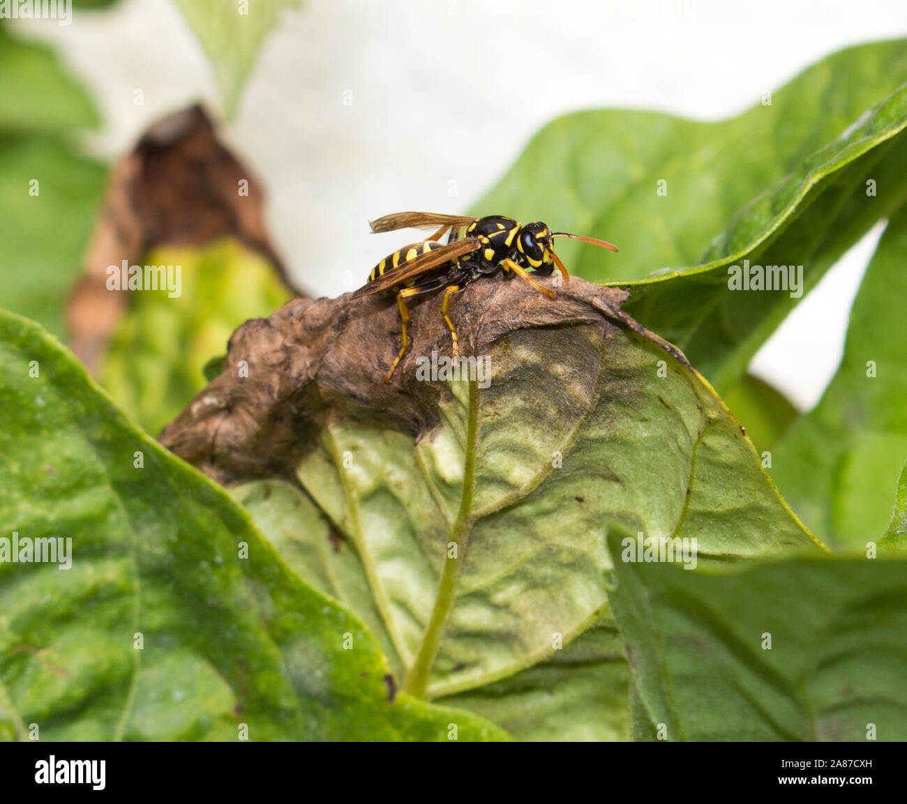 Yellow European Paper Wasp- Class -Insecta, Order-Hymenoptera ,Family ...