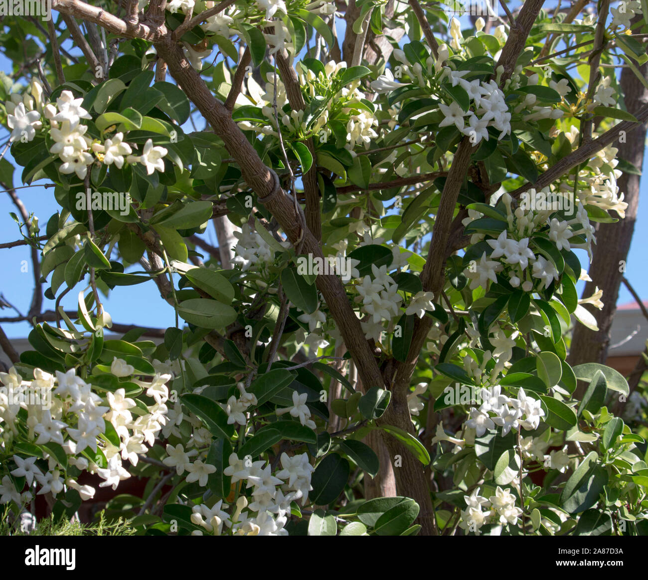 Stephanotis floribunda blooms hi-res stock photography and images - Alamy