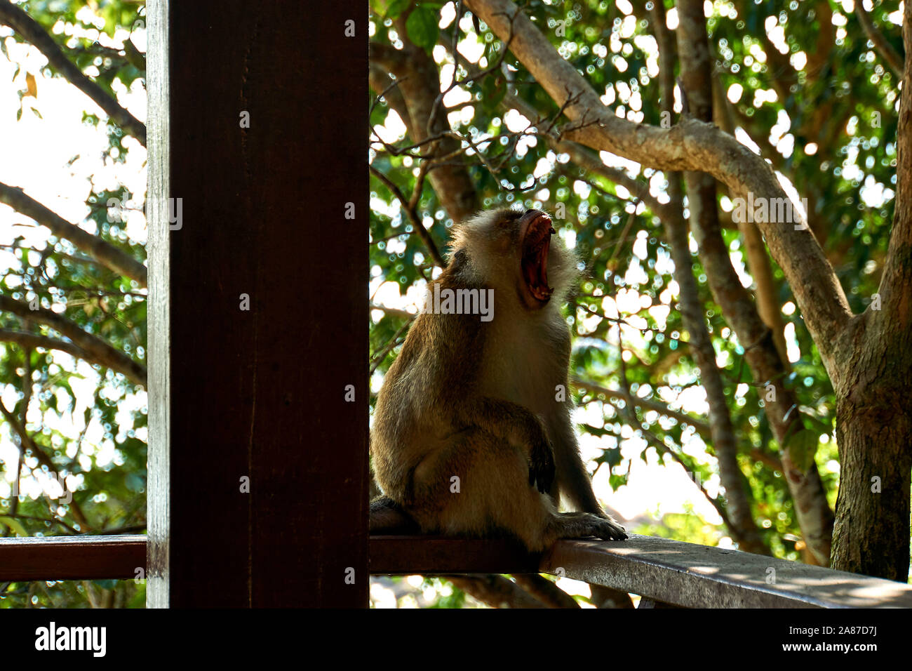 Monkey in National Park in Penang, Malaysia Stock Photo - Alamy