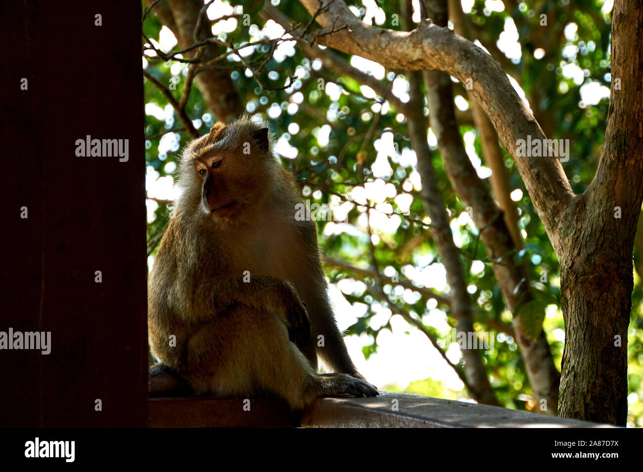Monkey in National Park in Penang, Malaysia Stock Photo - Alamy