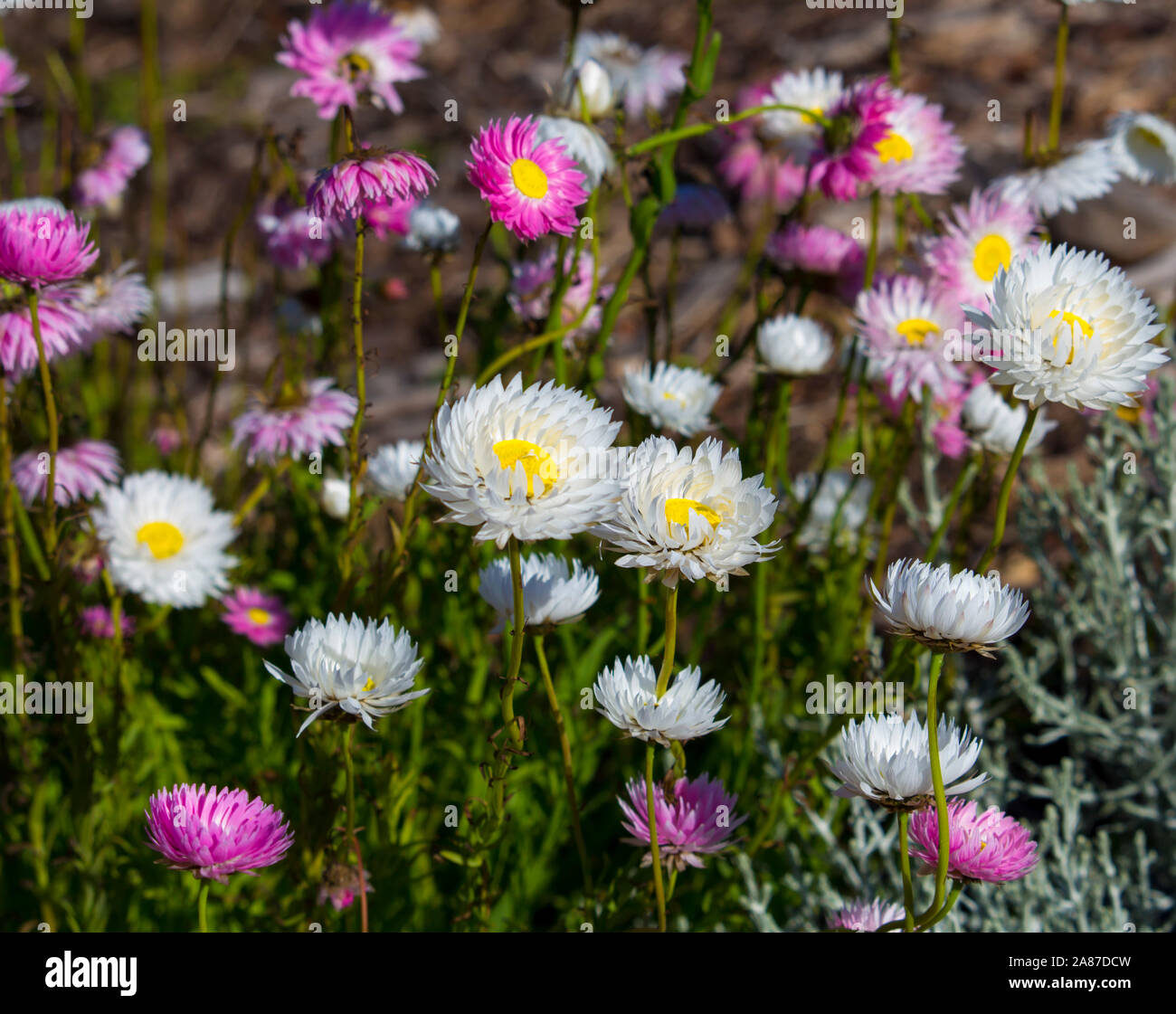 Gay family australia hi-res stock photography and images - Alamy