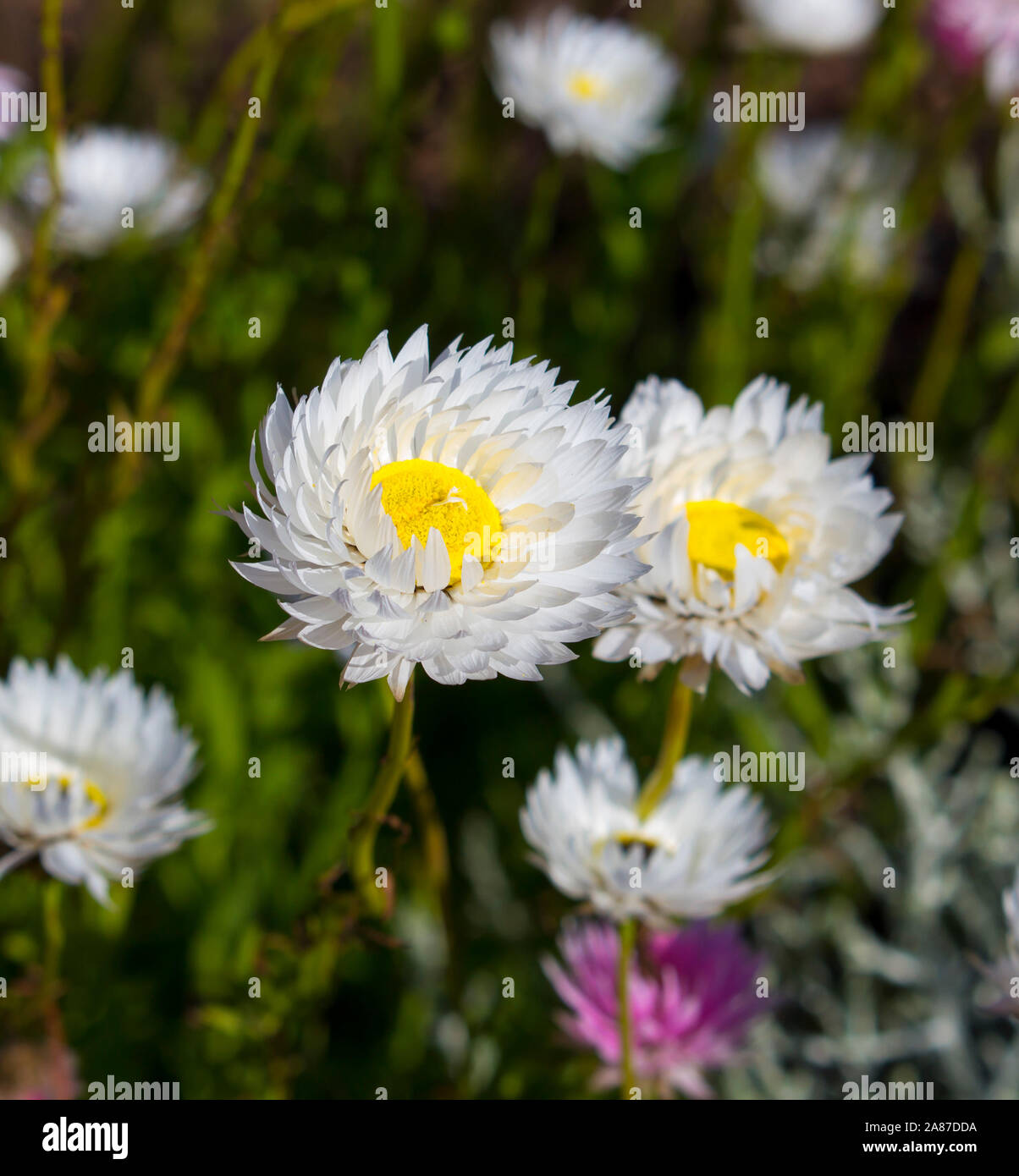 A pretty clump of decorative Australian pink and white Everlastings or ...