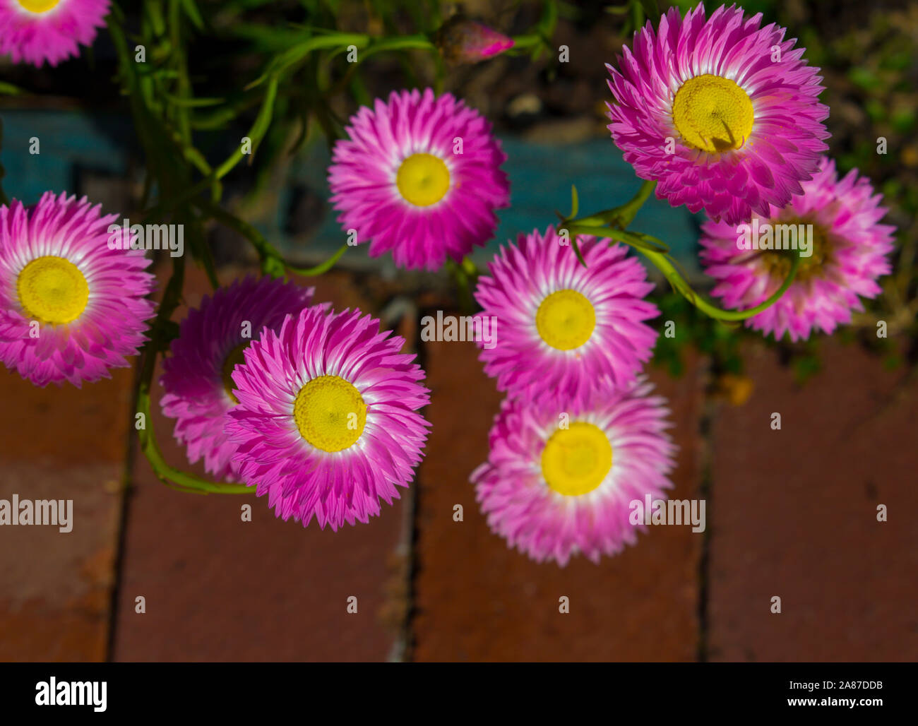 A pretty clump of decorative Australian pink and white Everlastings or ...