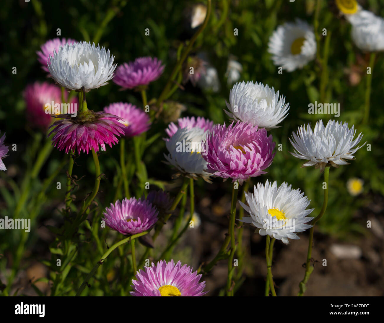 A pretty clump of decorative Australian pink and white Everlastings or ...
