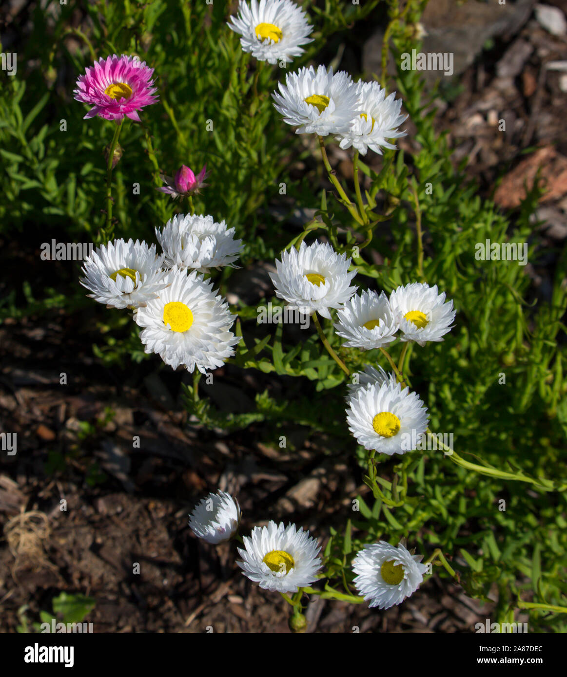 A pretty clump of decorative Australian pink and white Everlastings or ...