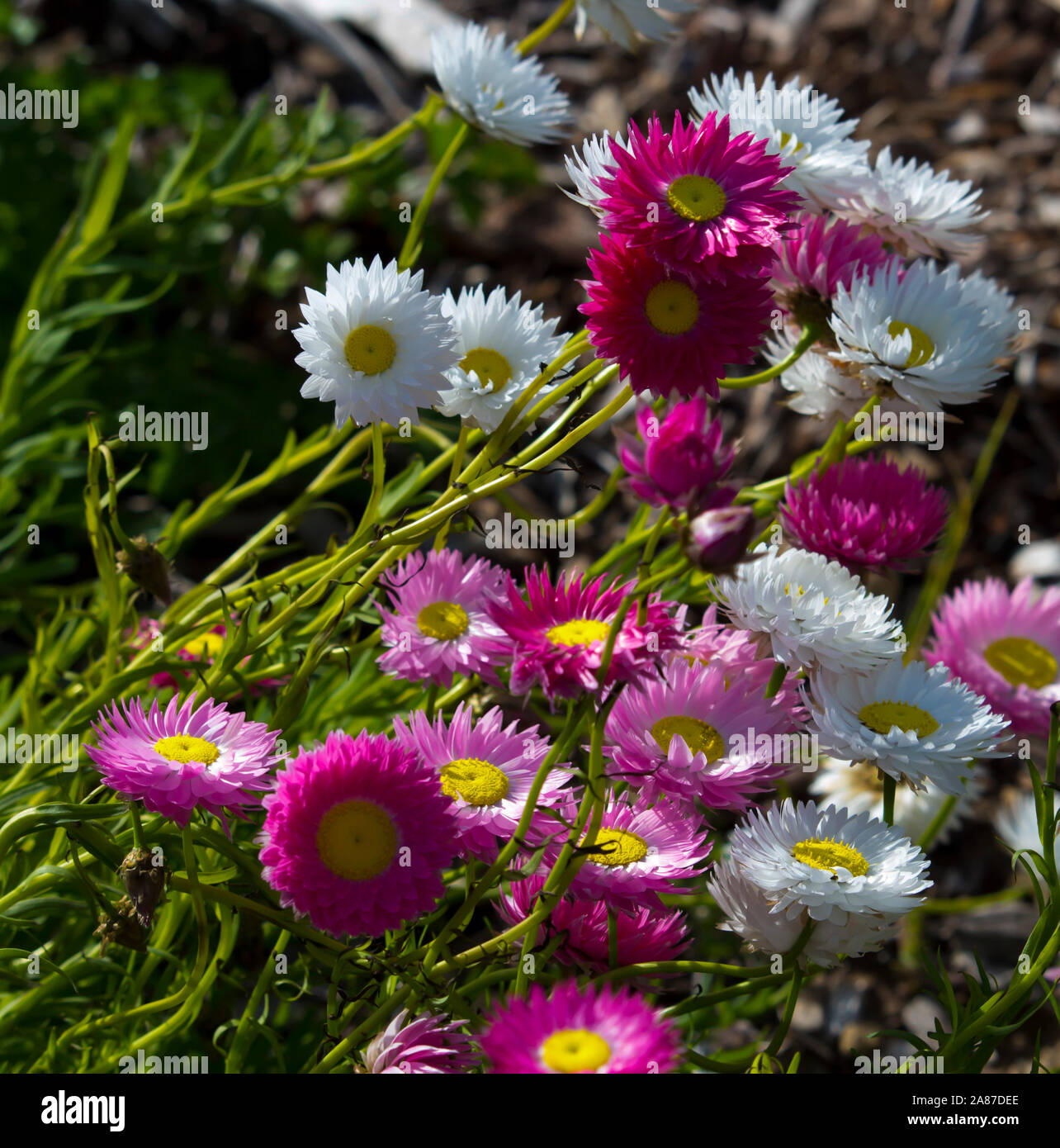 A pretty clump of decorative Australian pink and white Everlastings or ...