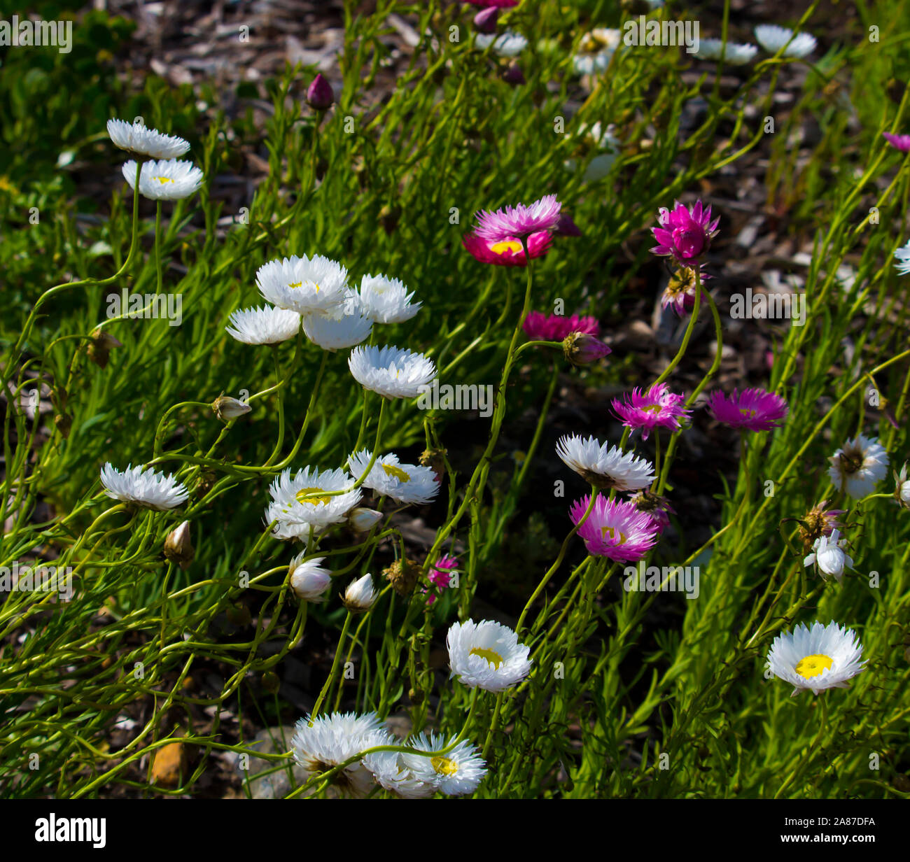 A pretty clump of decorative Australian pink and white Everlastings or ...