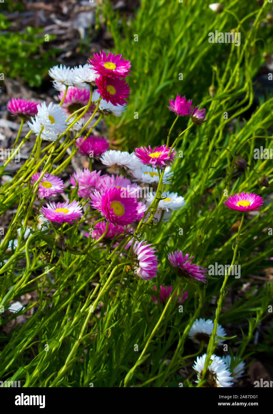 A pretty clump of decorative Australian pink and white Everlastings or ...