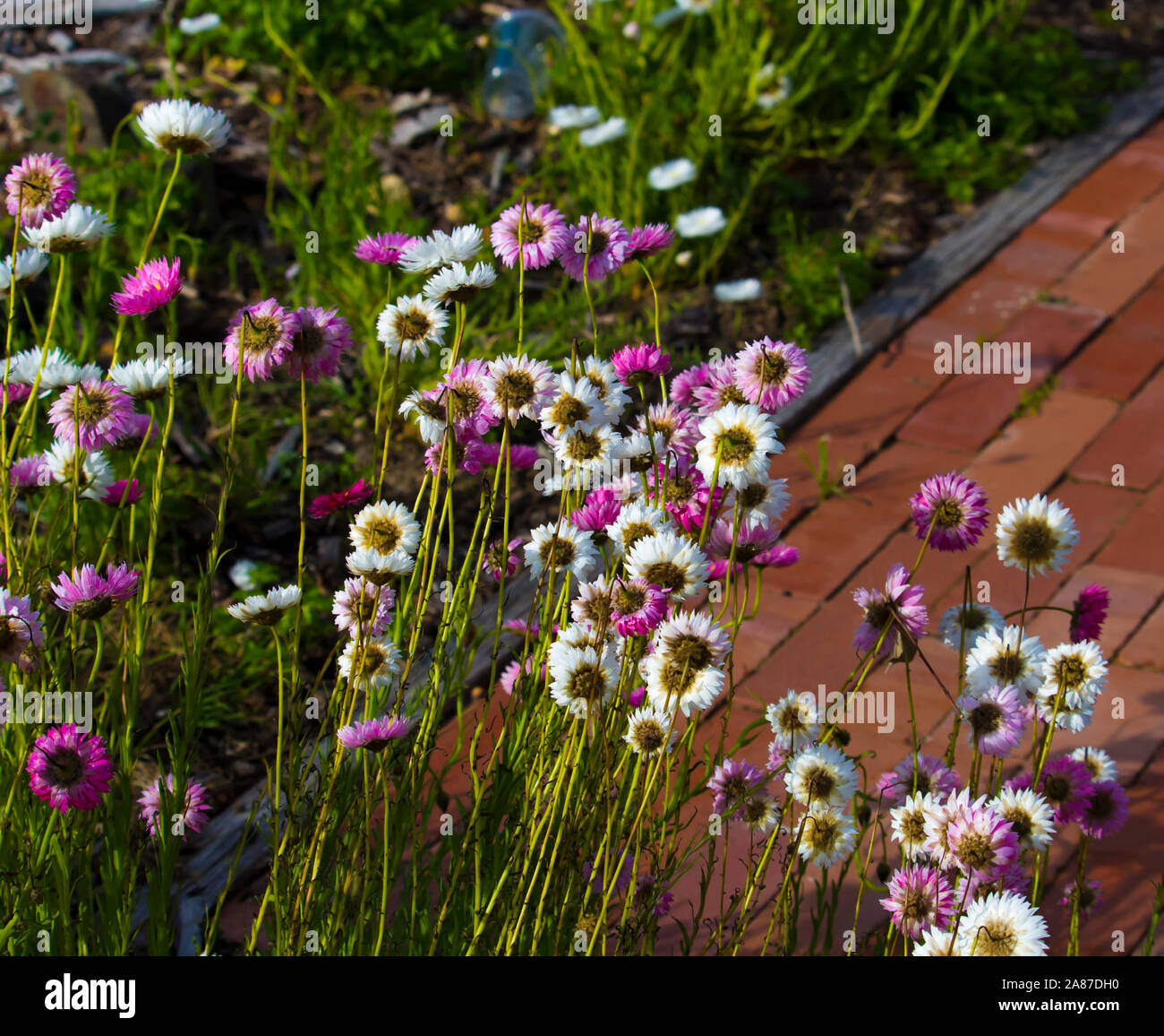 A pretty clump of decorative Australian pink and white Everlastings or ...