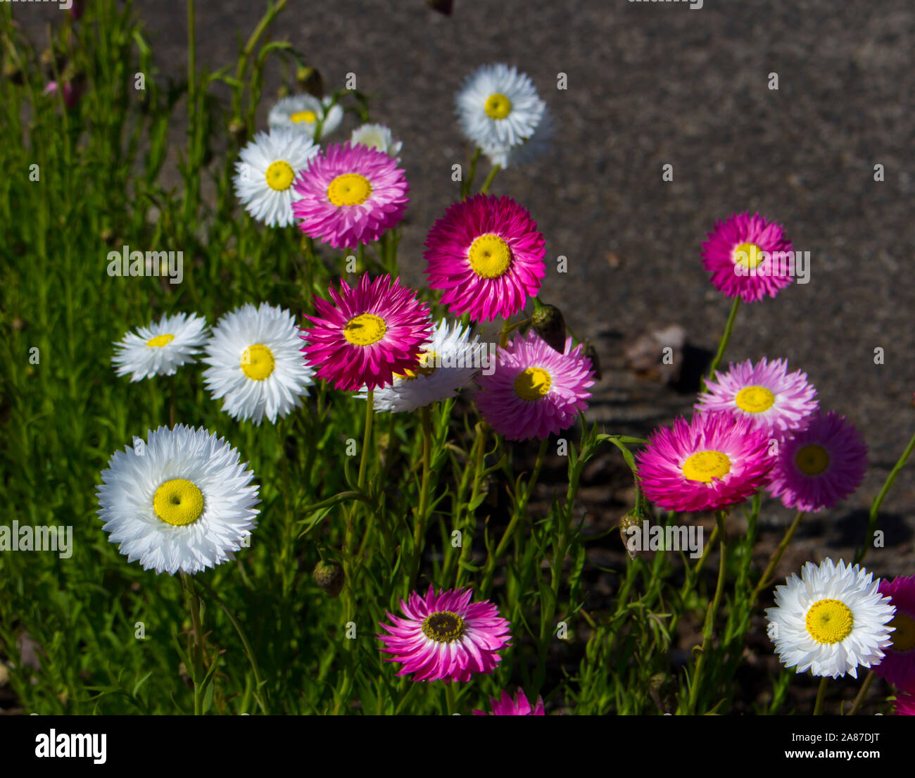 A pretty clump of decorative Australian pink and white Everlastings or ...