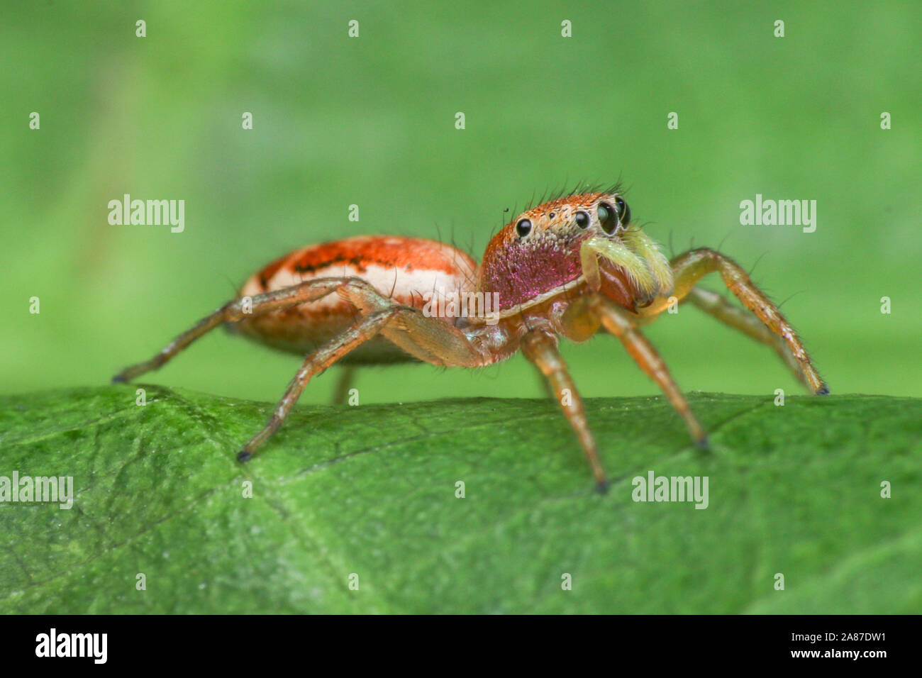 Cosmophasis lami hi-res stock photography and images - Alamy