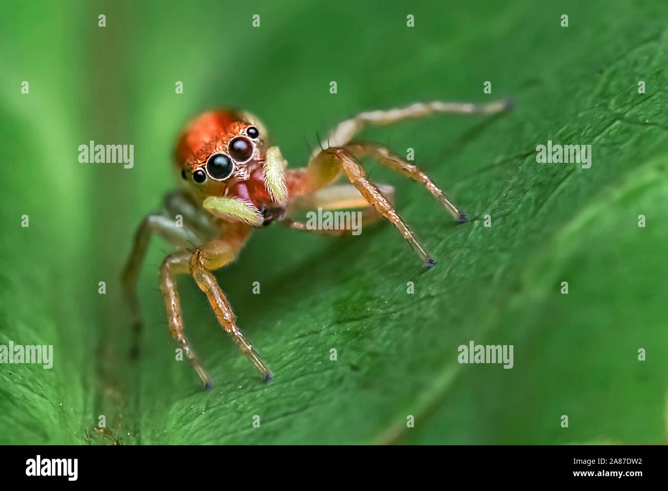 Cosmophasis lami spider in garden Stock Photo - Alamy