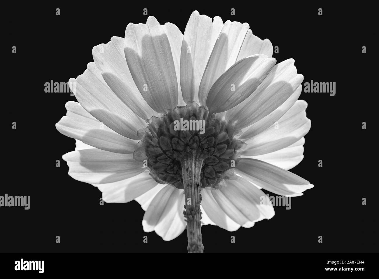 Cosmos flower details hi-res stock photography and images - Alamy