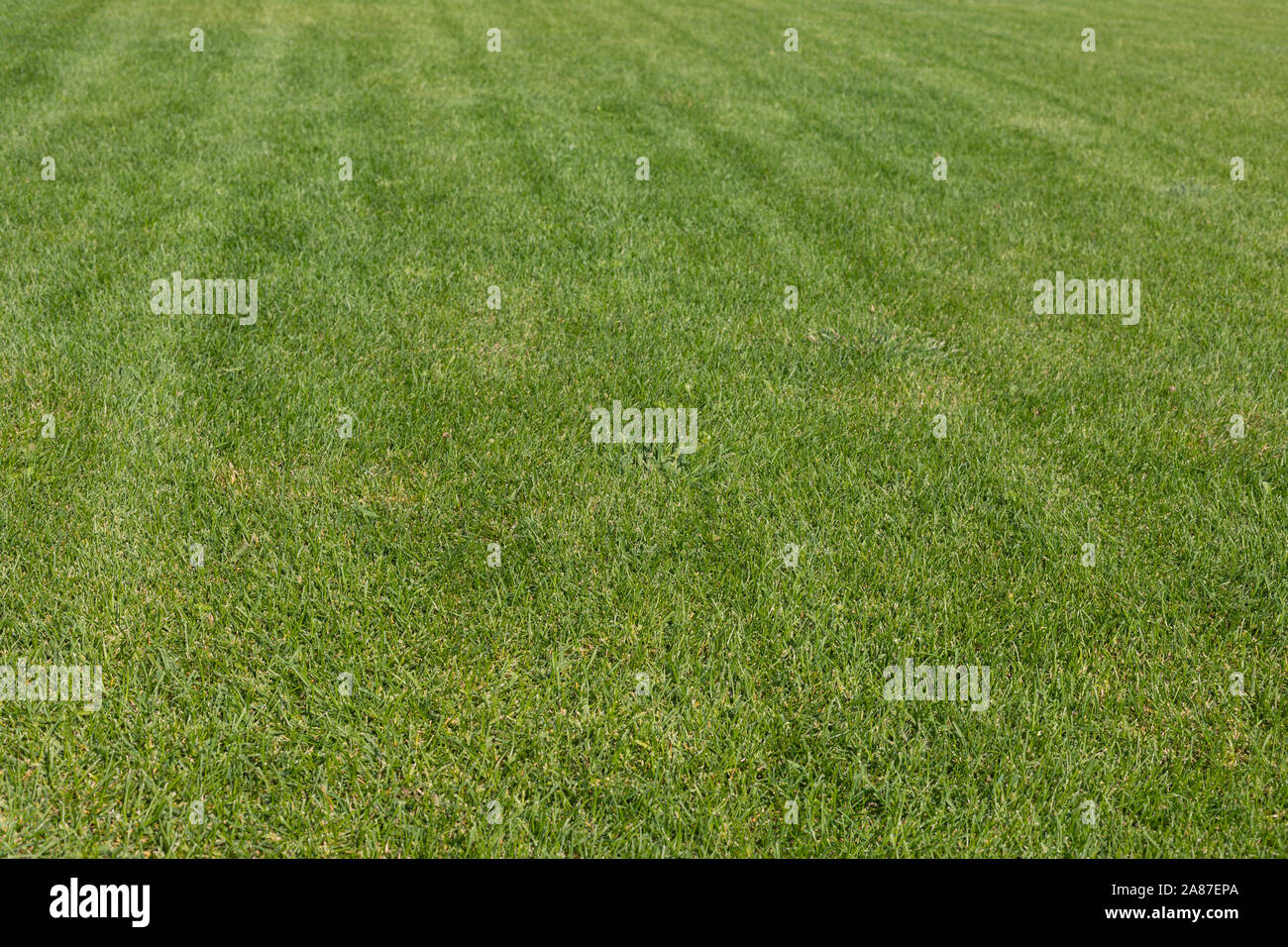 Photo of a fresh cut green grass Stock Photo - Alamy