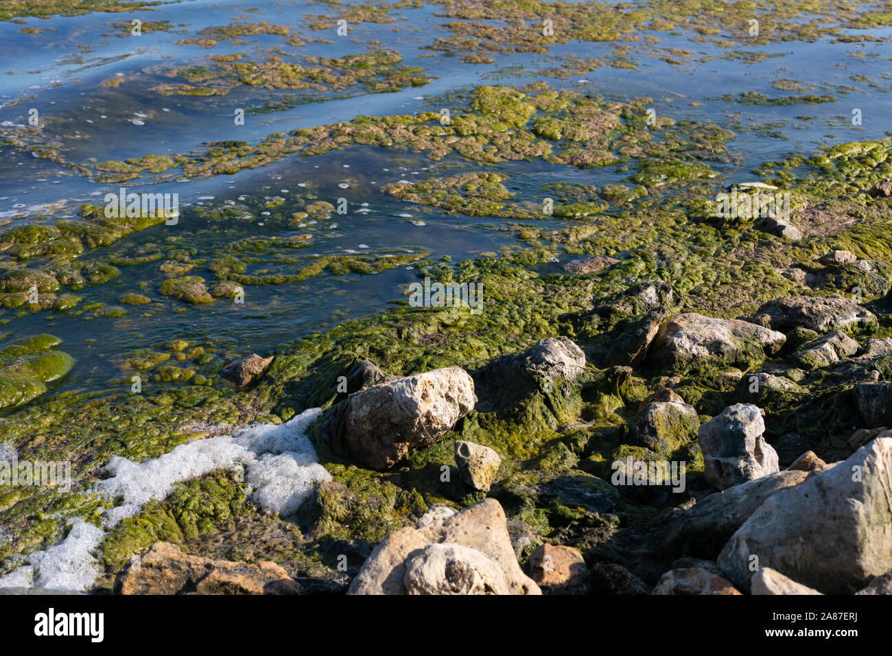 Photo of a coastline full with green seaweed, at Lake Techirghiol ...