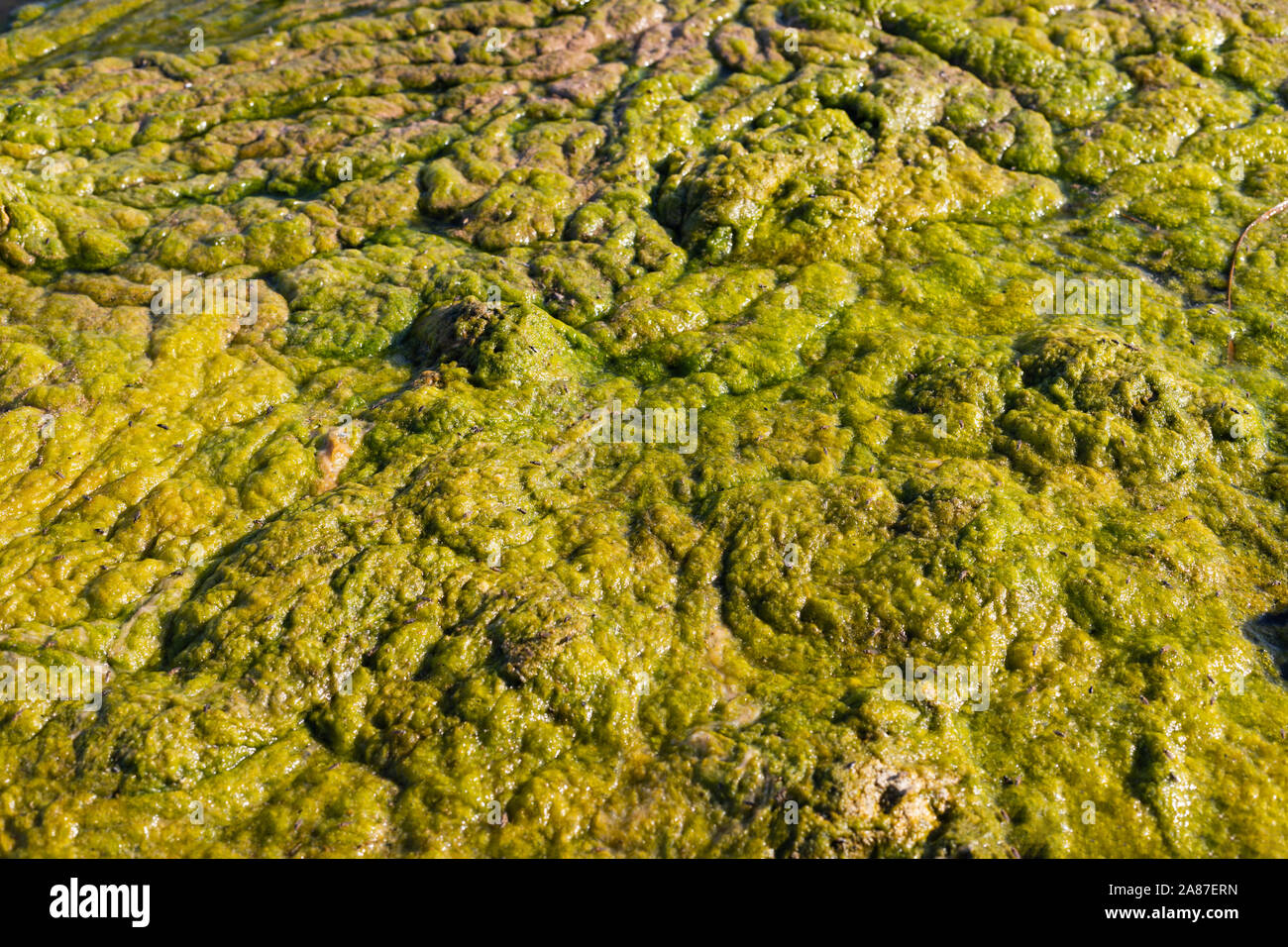 Techirghiol lake hi-res stock photography and images - Alamy