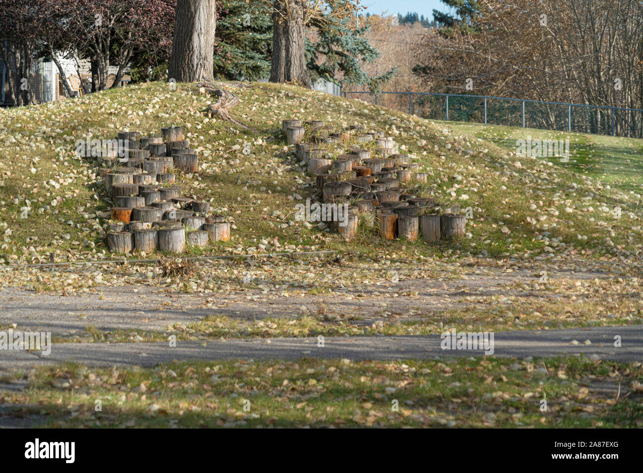 Stumps fall hi-res stock photography and images - Alamy