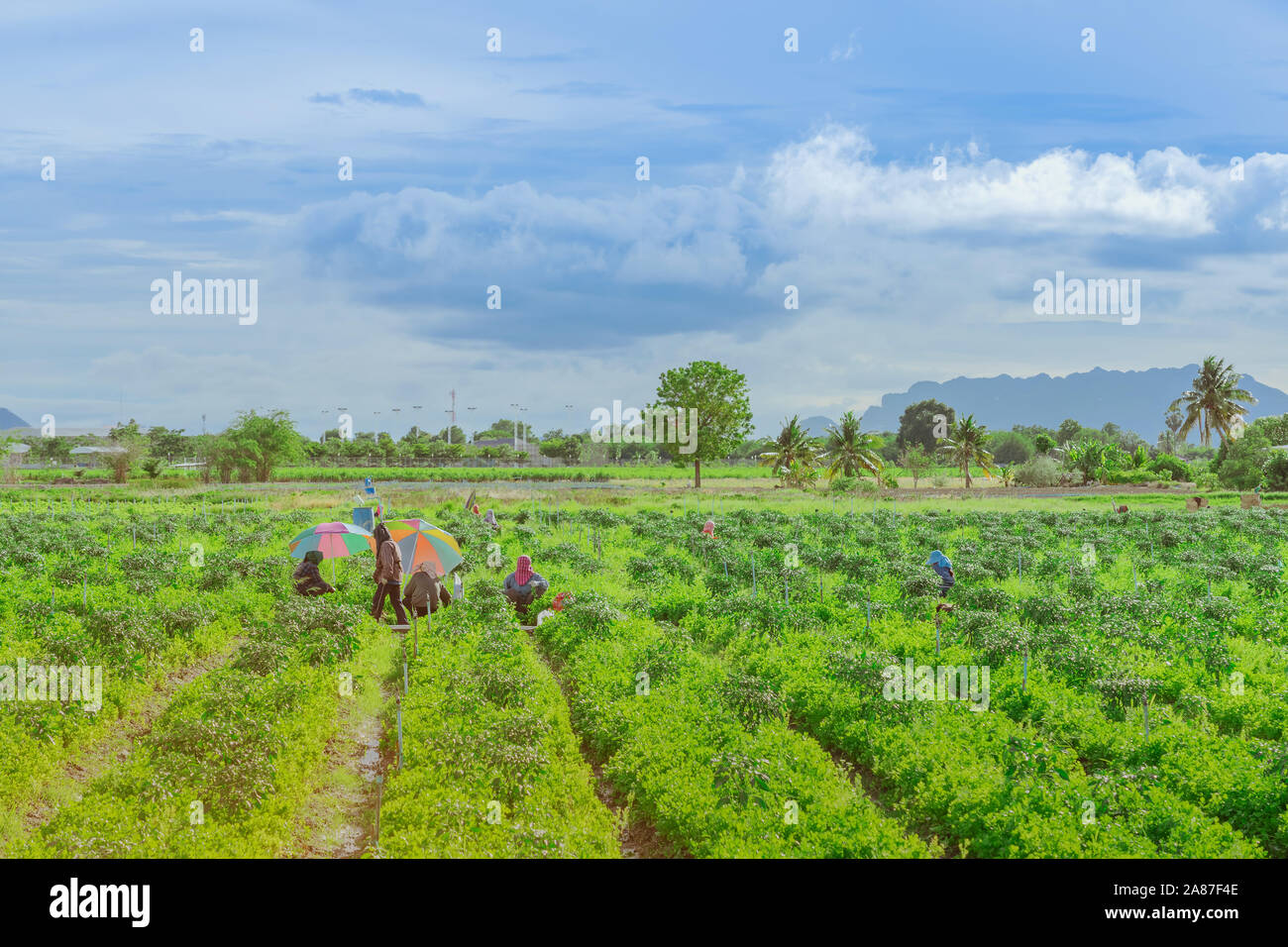 Group of farmers help harvest vegetables grown on the farm by using a ...