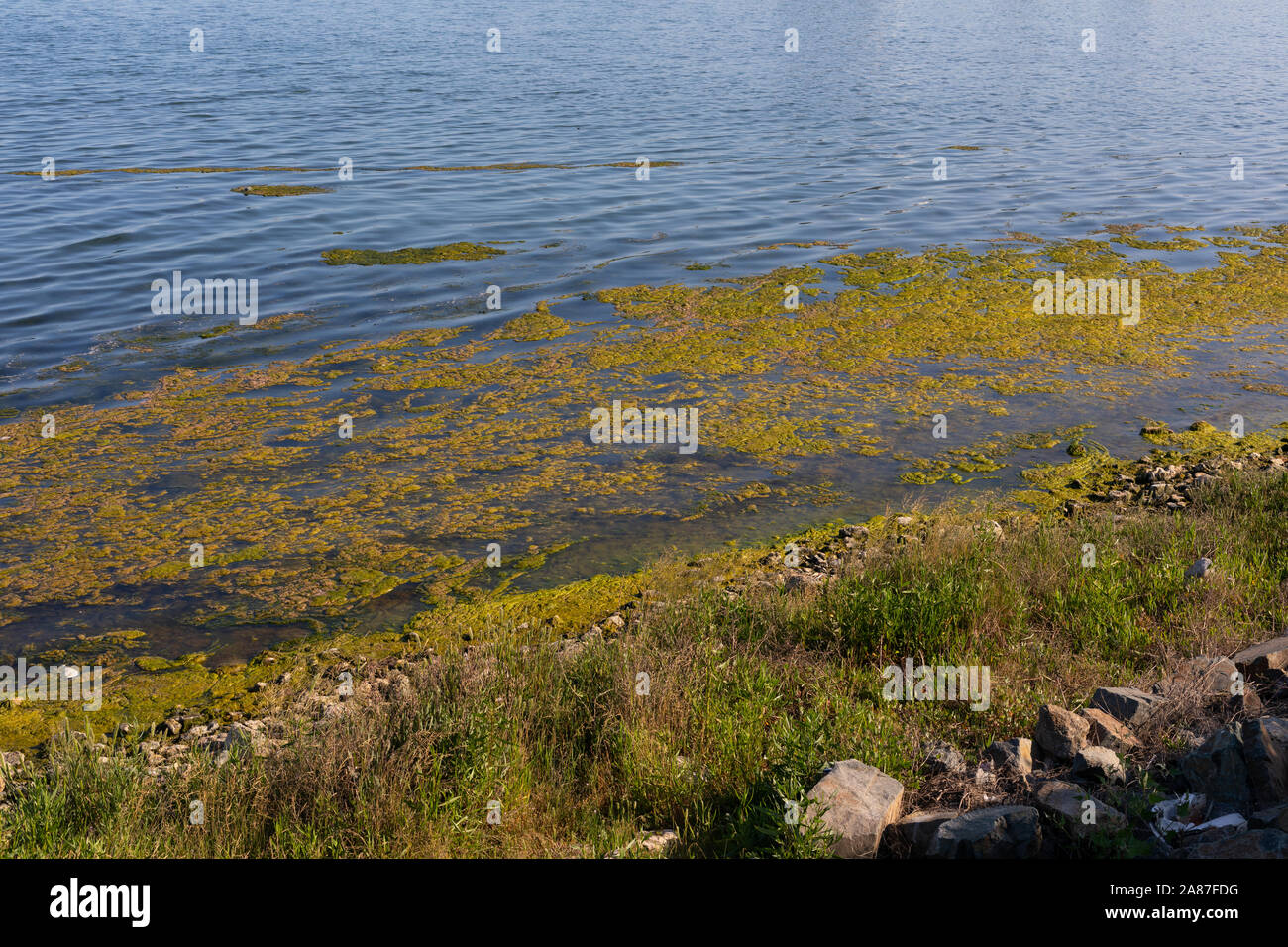 Photo of a coastline full with green seaweed, at Lake Techirghiol ...