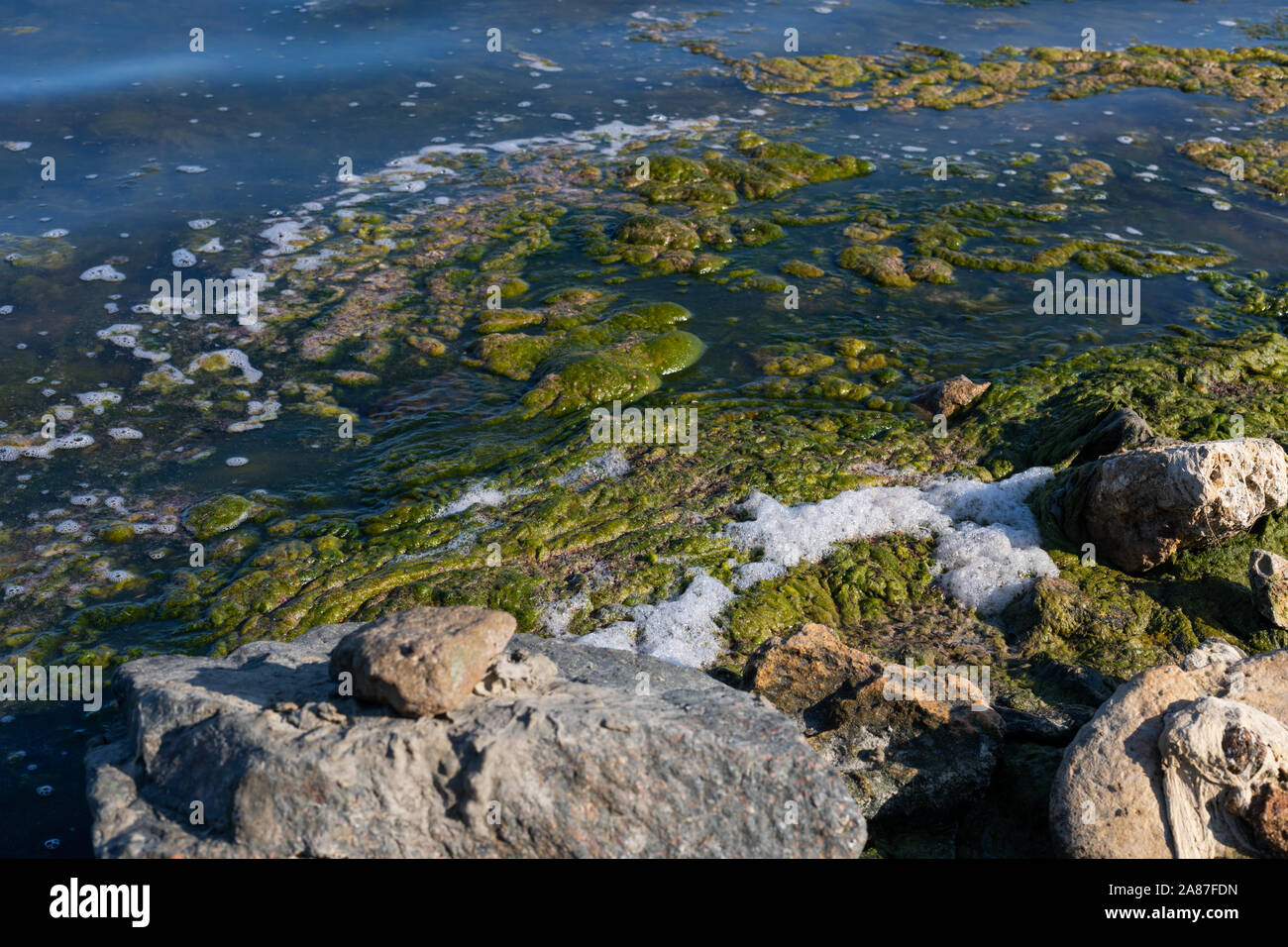 Photo of a coastline full with green seaweed, at Lake Techirghiol ...