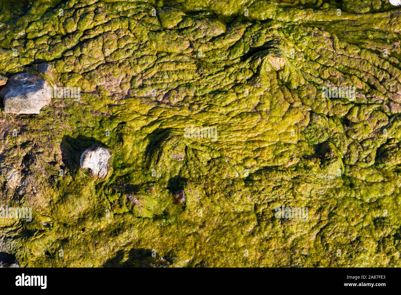 Photo of a coastline full with green seaweed, at Lake Techirghiol ...