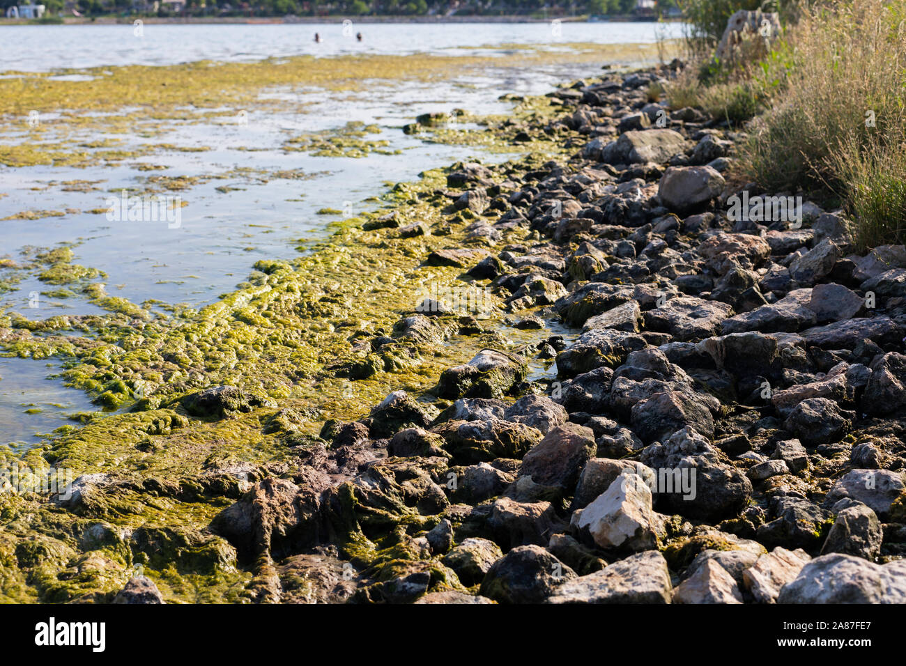 Photo of a coastline full with green seaweed, at Lake Techirghiol ...