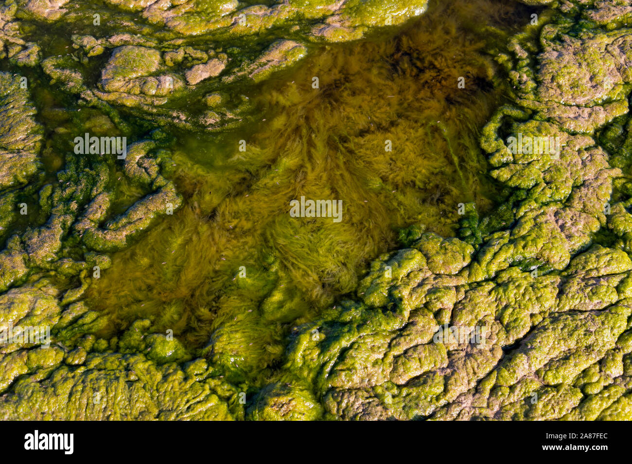 Photo of a coastline full with green seaweed, at Lake Techirghiol ...