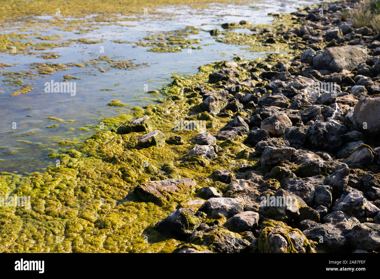 Photo of a coastline full with green seaweed, at Lake Techirghiol ...