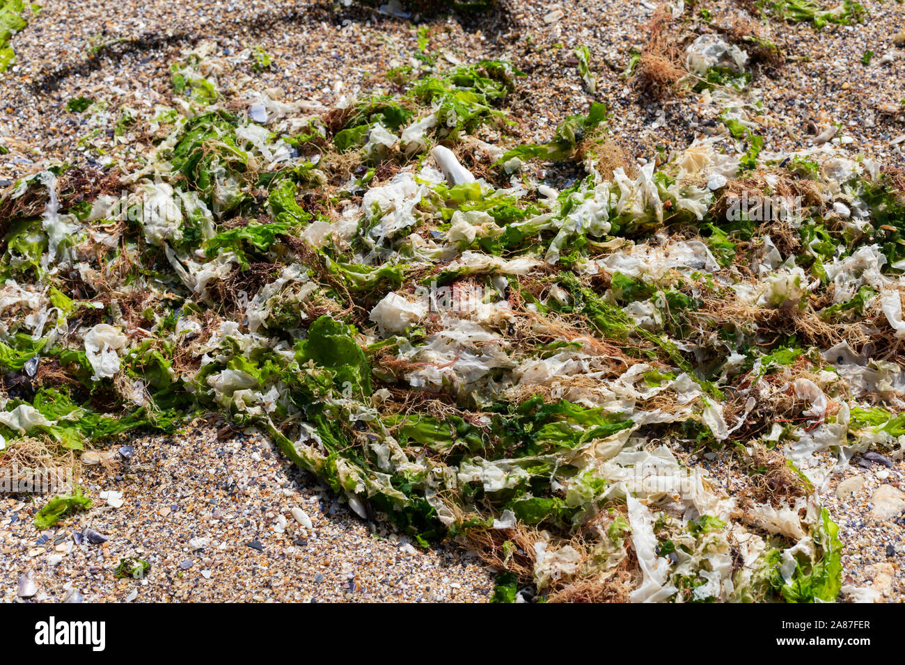 Photo of a coastline full with green seaweed, at Lake Techirghiol ...