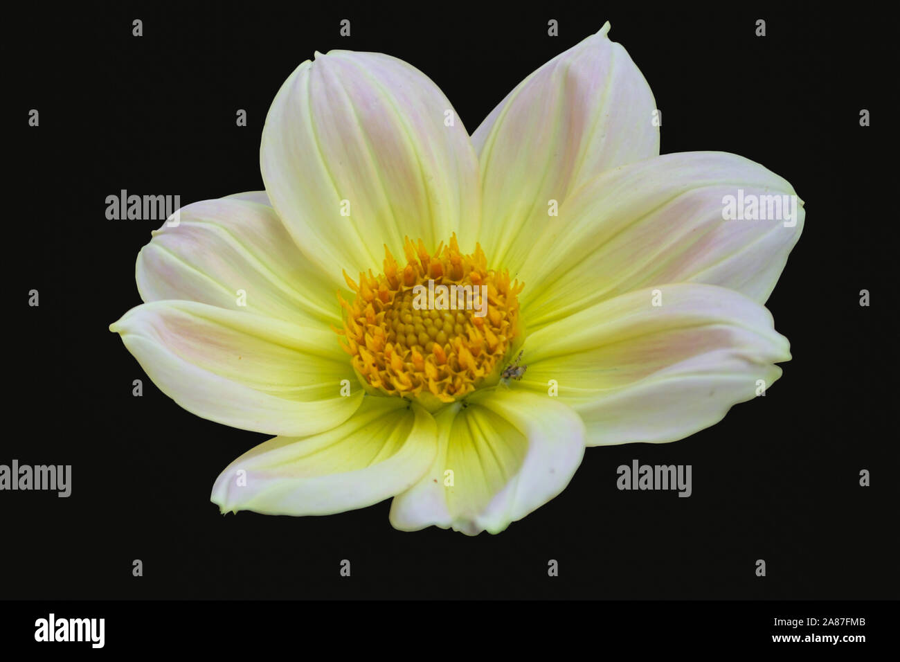 Focus on back ground hi-res stock photography and images - Alamy