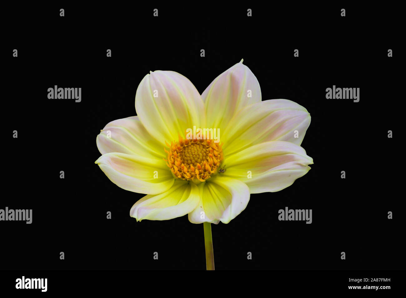 Focus on back ground hi-res stock photography and images - Alamy