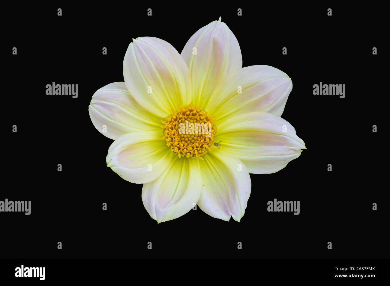 Focus on back ground hi-res stock photography and images - Alamy