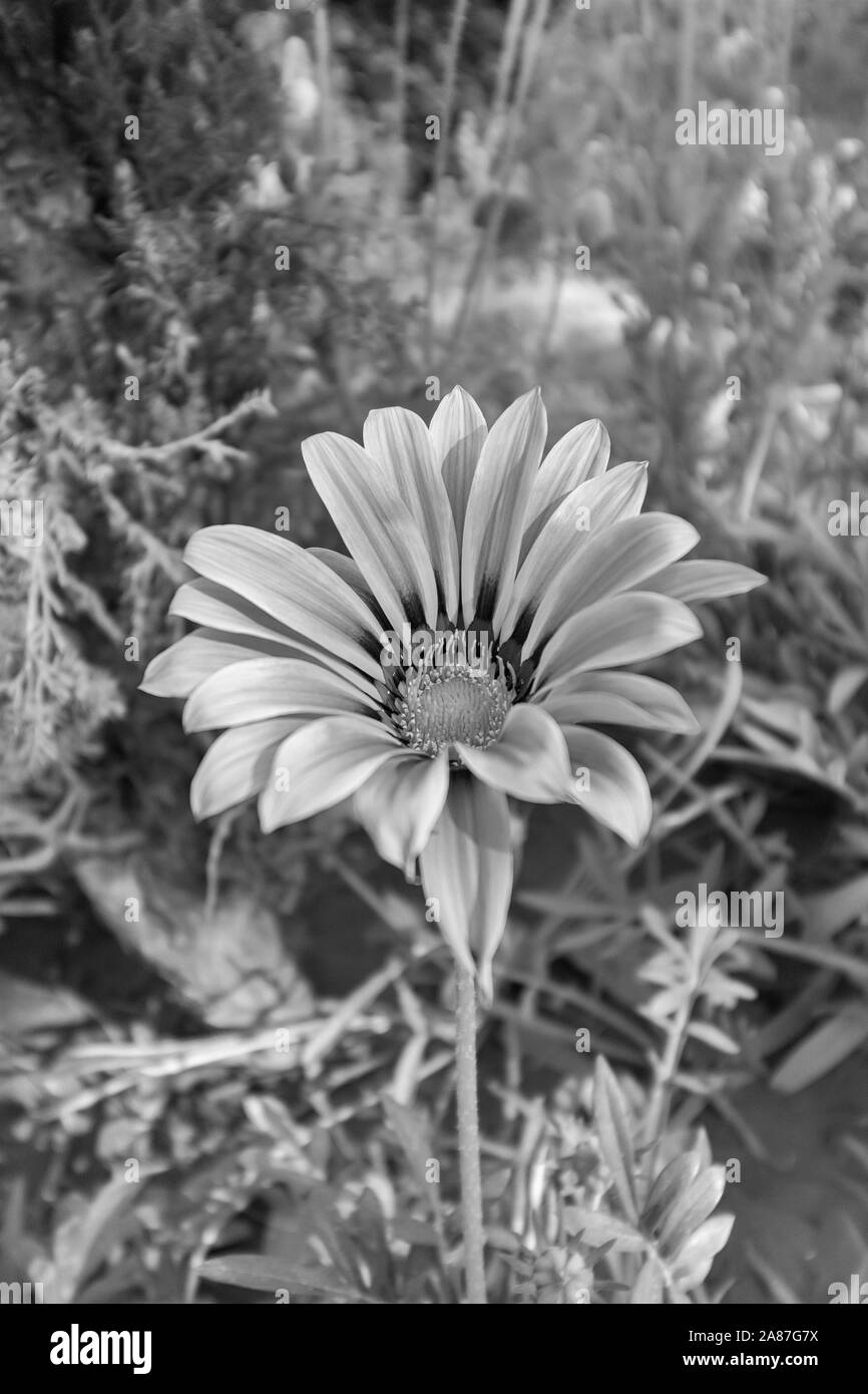 Tender vibrant Black and White Stock Photos & Images - Alamy