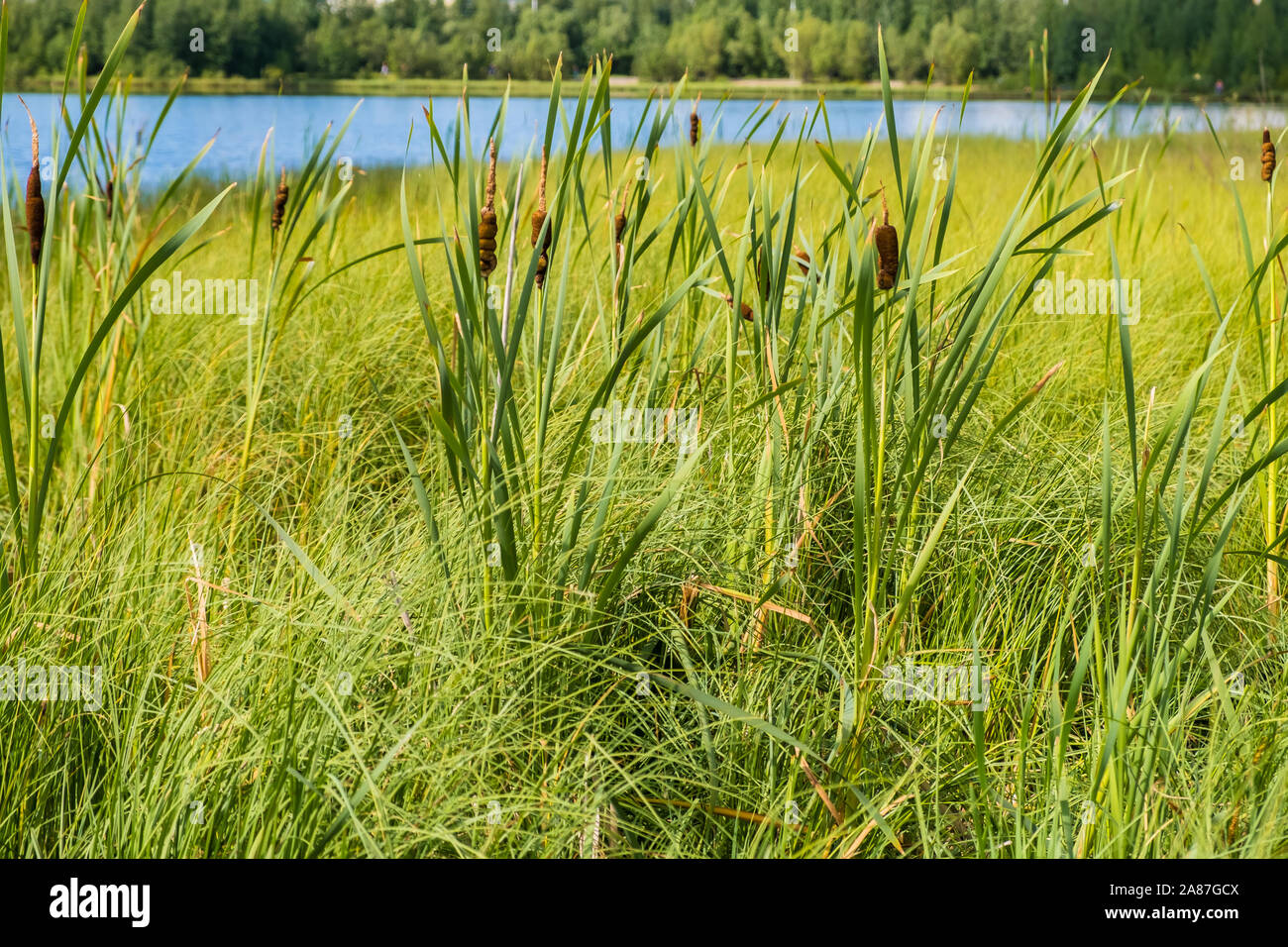 The reeds grow on a small blue lake in daylight Stock Photo - Alamy