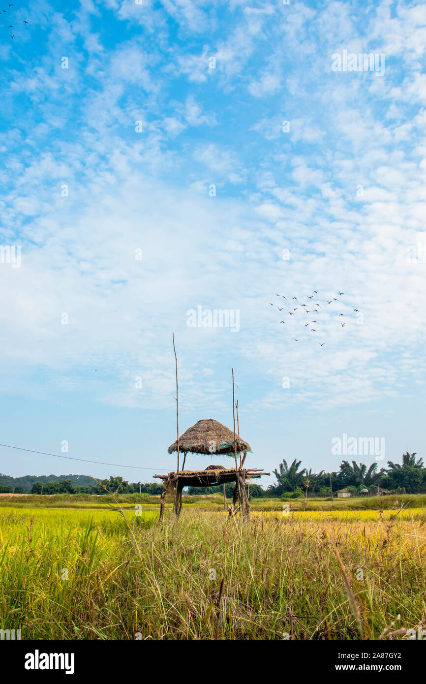 Beautiful hut at Rice Field Stock Photo - Alamy