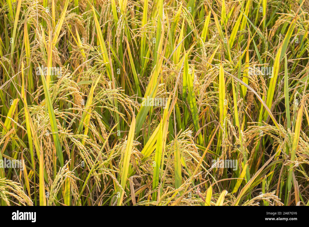 Rice paddy close up hi-res stock photography and images - Alamy