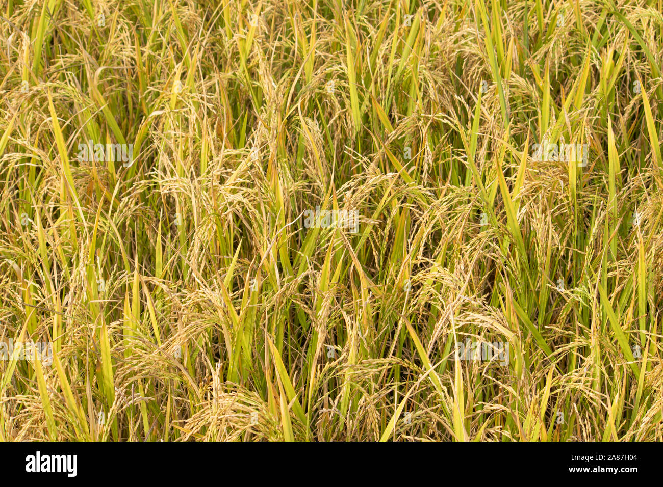 Rice paddy close up hi-res stock photography and images - Alamy